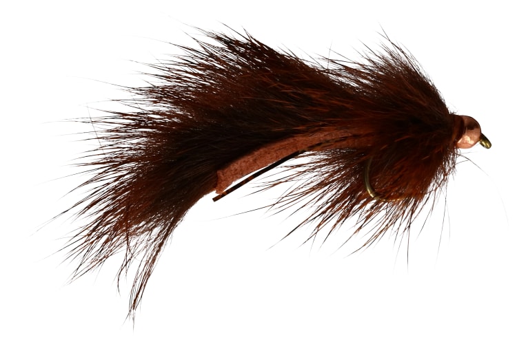 pine squirrel leech