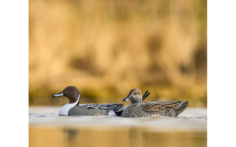 Northern Flight Big Spread Pintail Duck Decoys 12-Pack | Bass Pro Shops