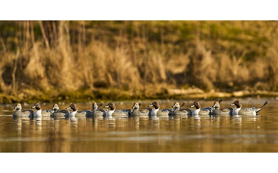 Northern Flight Big Spread Pintail Duck Decoys 12-Pack | Bass Pro Shops