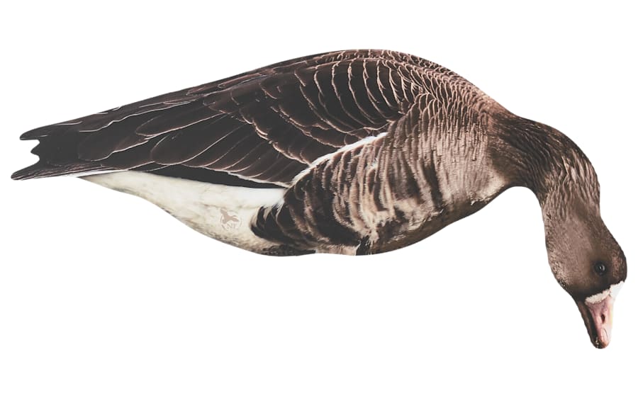Northern Flight Specklebelly Goose Silhouette Goose Decoys | Cabela's
