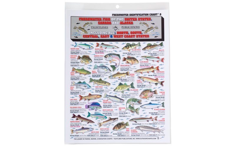 knife fish size chart