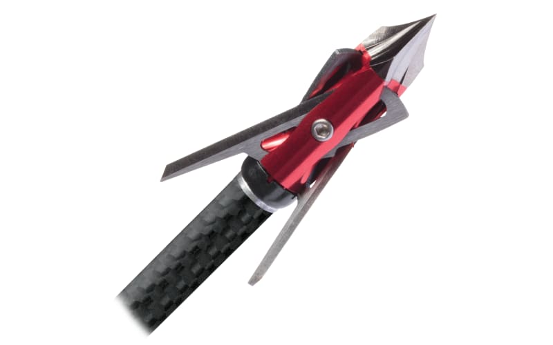 chisel jawed bighead