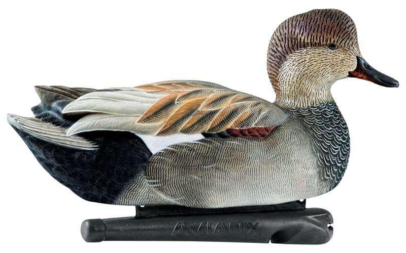 gadwall coot
