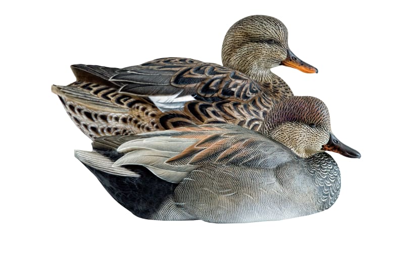 gadwall coot