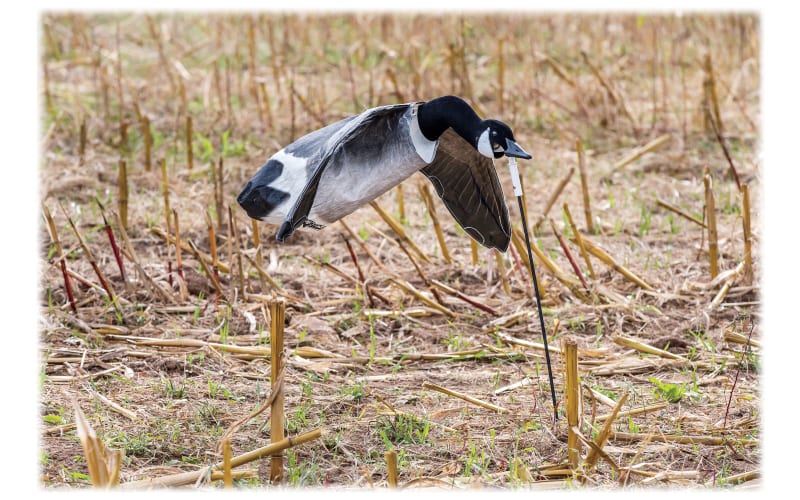 Canada Goose 800 Fill Power Points | ppgbbe.intranet.biologia.ufrj.br