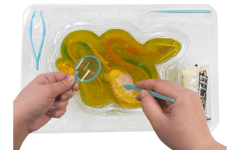 snake dissection guide