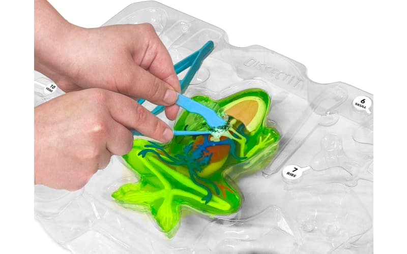 frog dissection toy