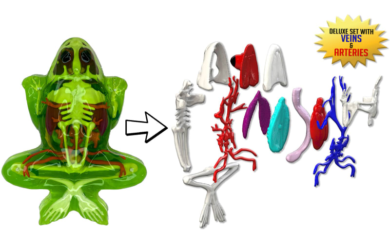 slimy frog dissection lab kit