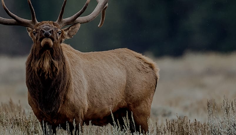 Calls, Decoys, Scents | Cabela's