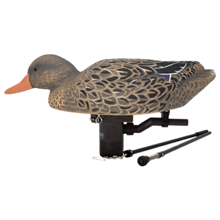 bufflehead decoy spread